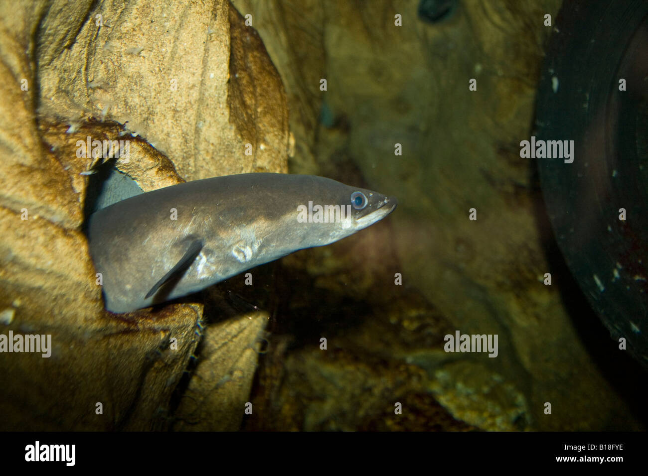 Common Eel looks out from hole Stock Photo - Alamy