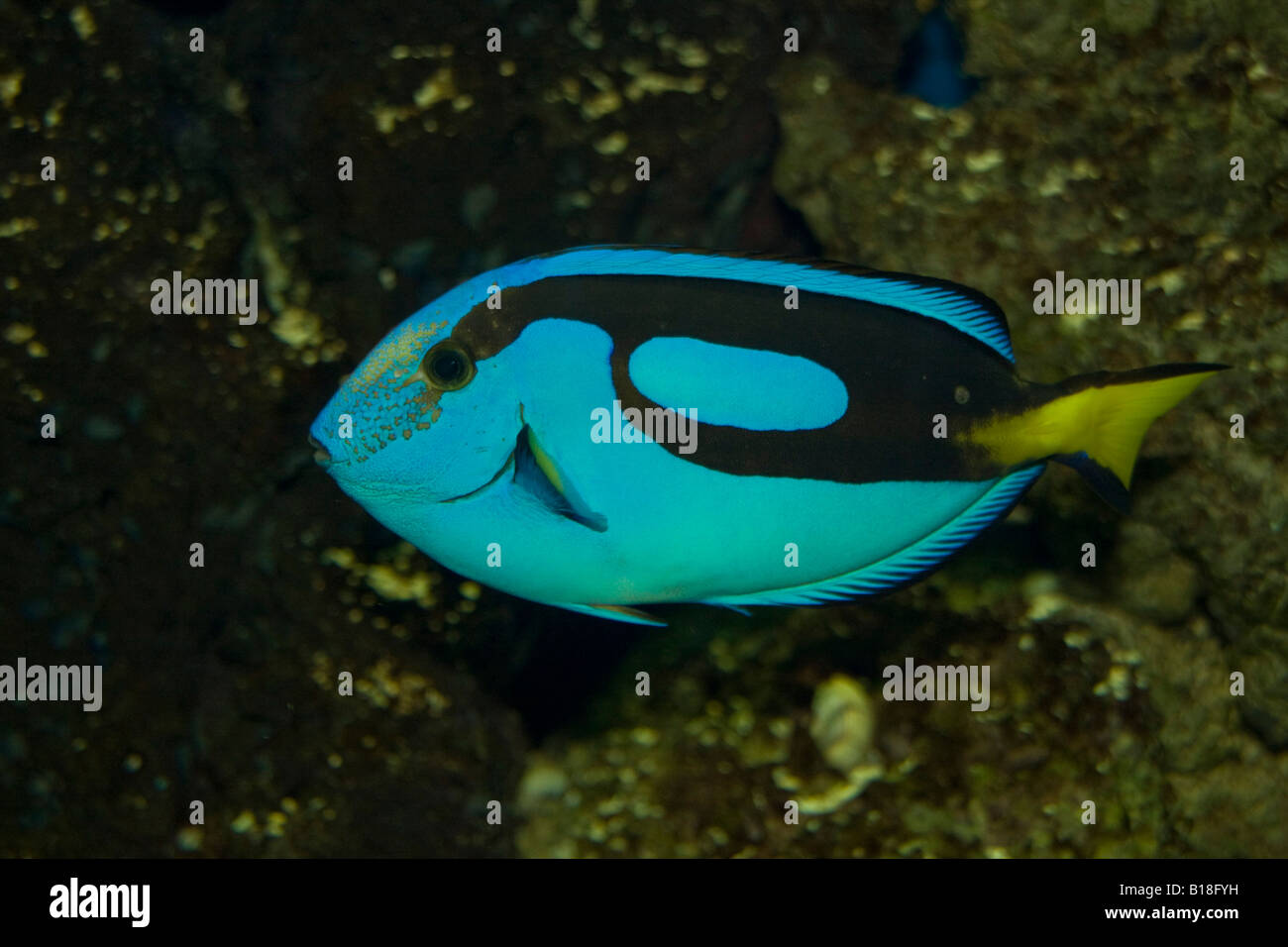 Regal fish hi-res stock photography and images - Alamy
