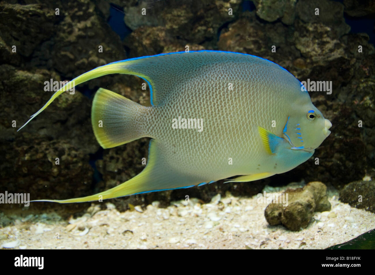 Queen Angelfish Holocanthus Ciliaris High Resolution Stock Photography ...