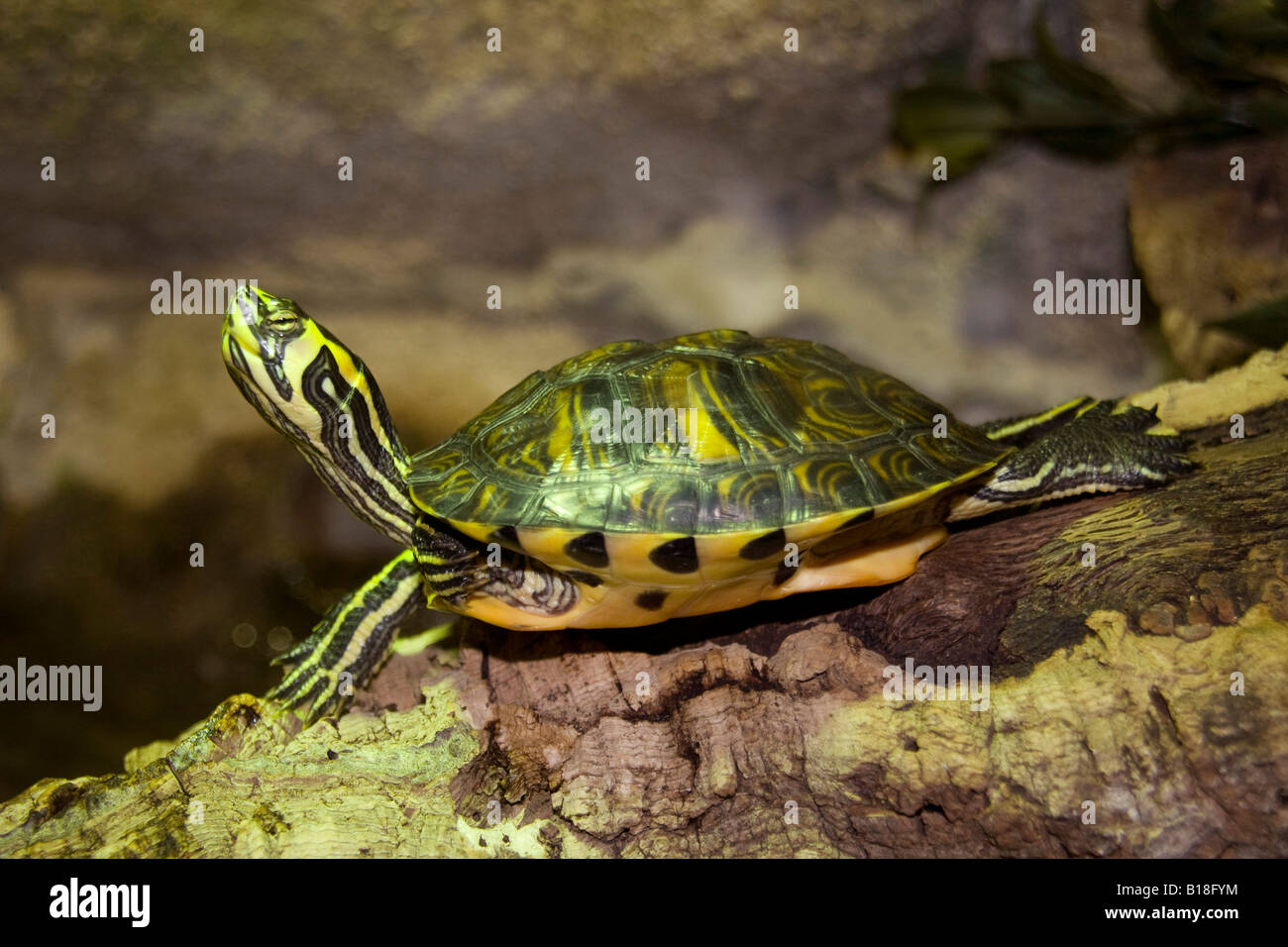 Red belly turtles hi-res stock photography and images - Alamy