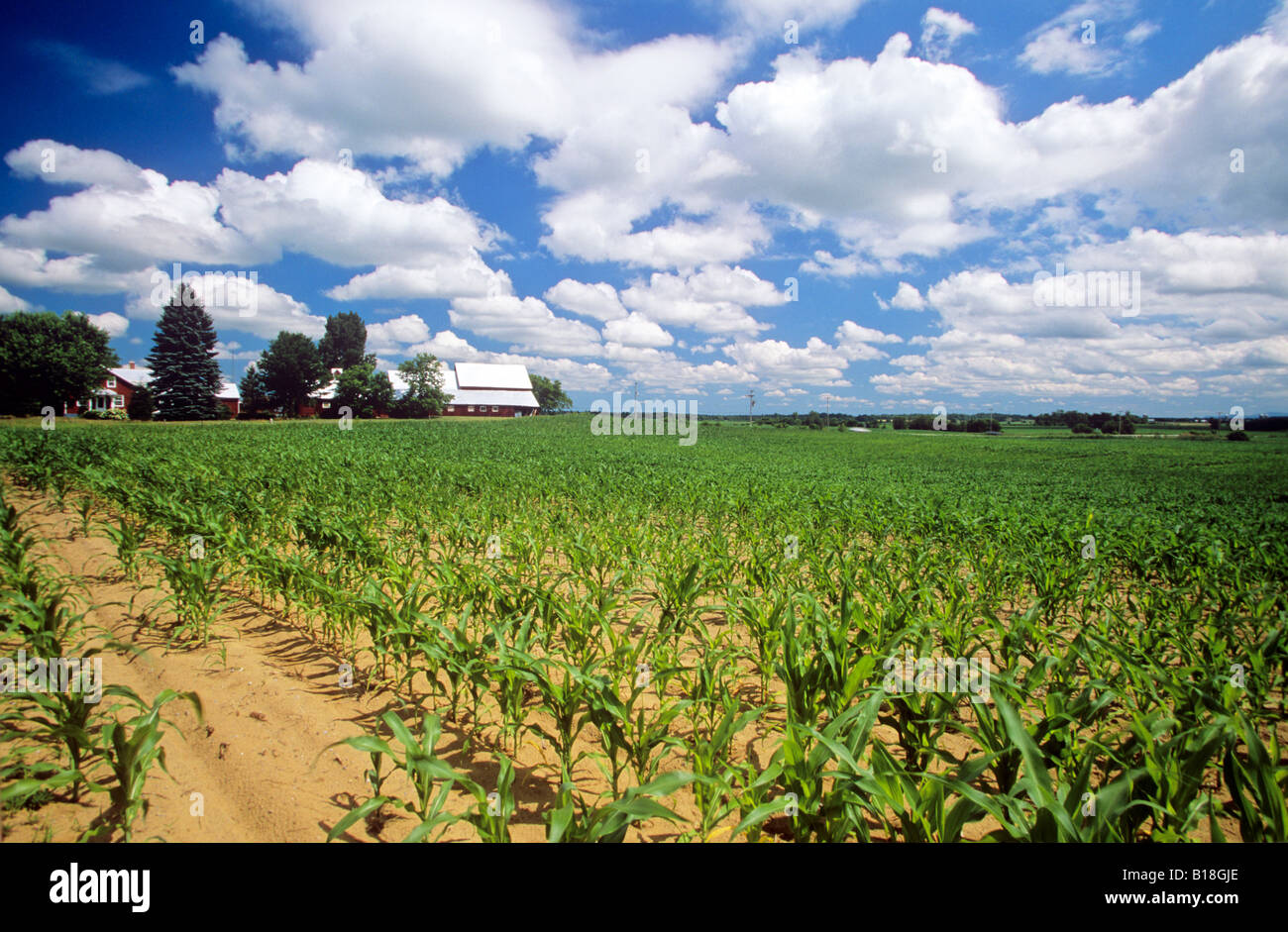 Corn field and Farm, Notre-Dame-de-Stanbridge, Eastern Townships ...