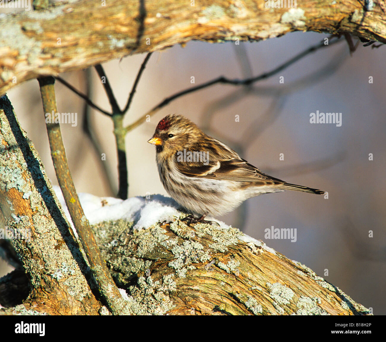 Carduelis flammea, Common Redpoll Stock Photo - Alamy