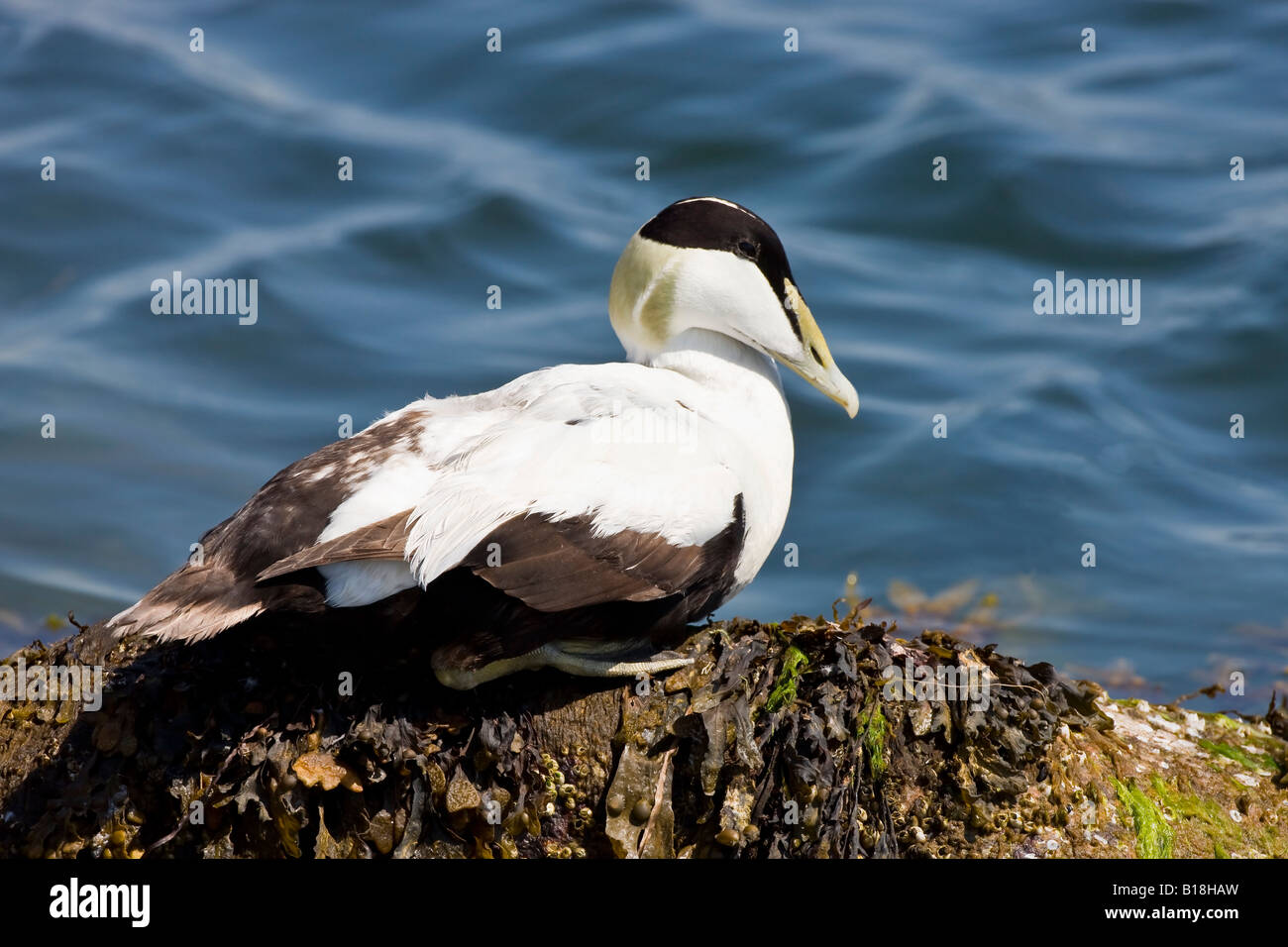 The Common Eider Stock Photo - Alamy