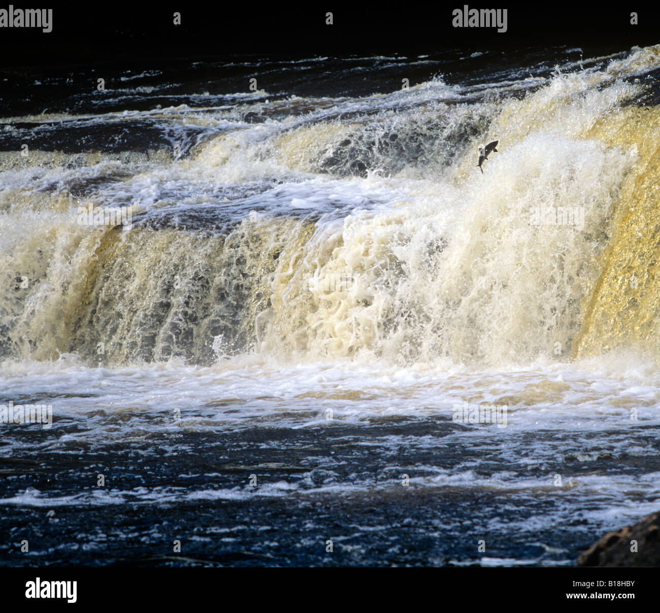 Salmon jumping Big Falls, Sir Richard Squires Provincial Park ...