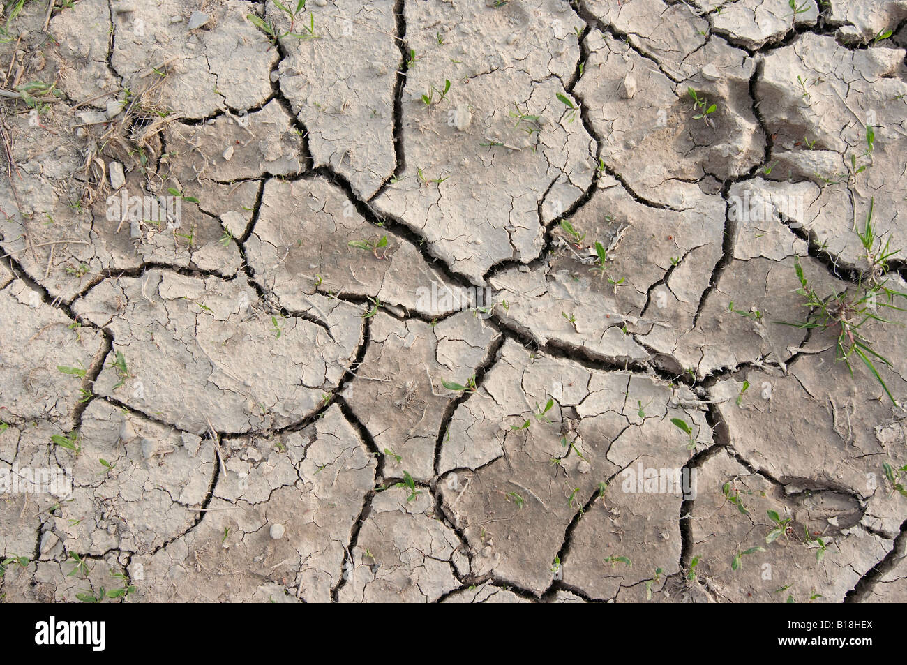 Detail of the parched earth - drouth Stock Photo - Alamy