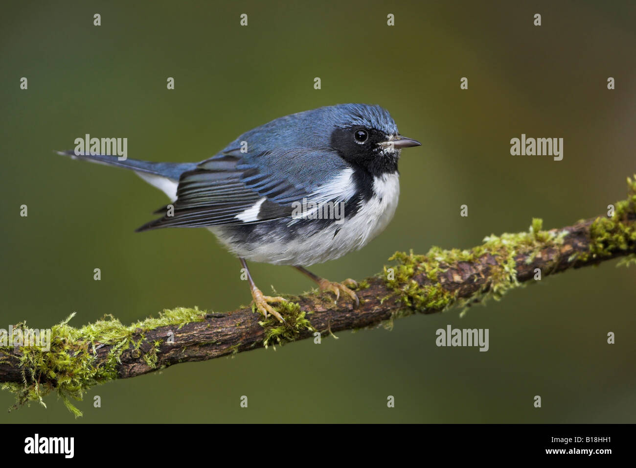 A male Black-throated Blue Warbler (Dendroica caerulescens) in Nanoose ...