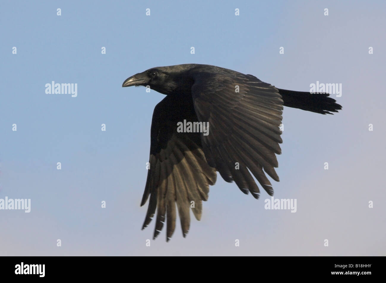 A Common Raven (Corvus corax) flying in Victoria, British Columbia ...