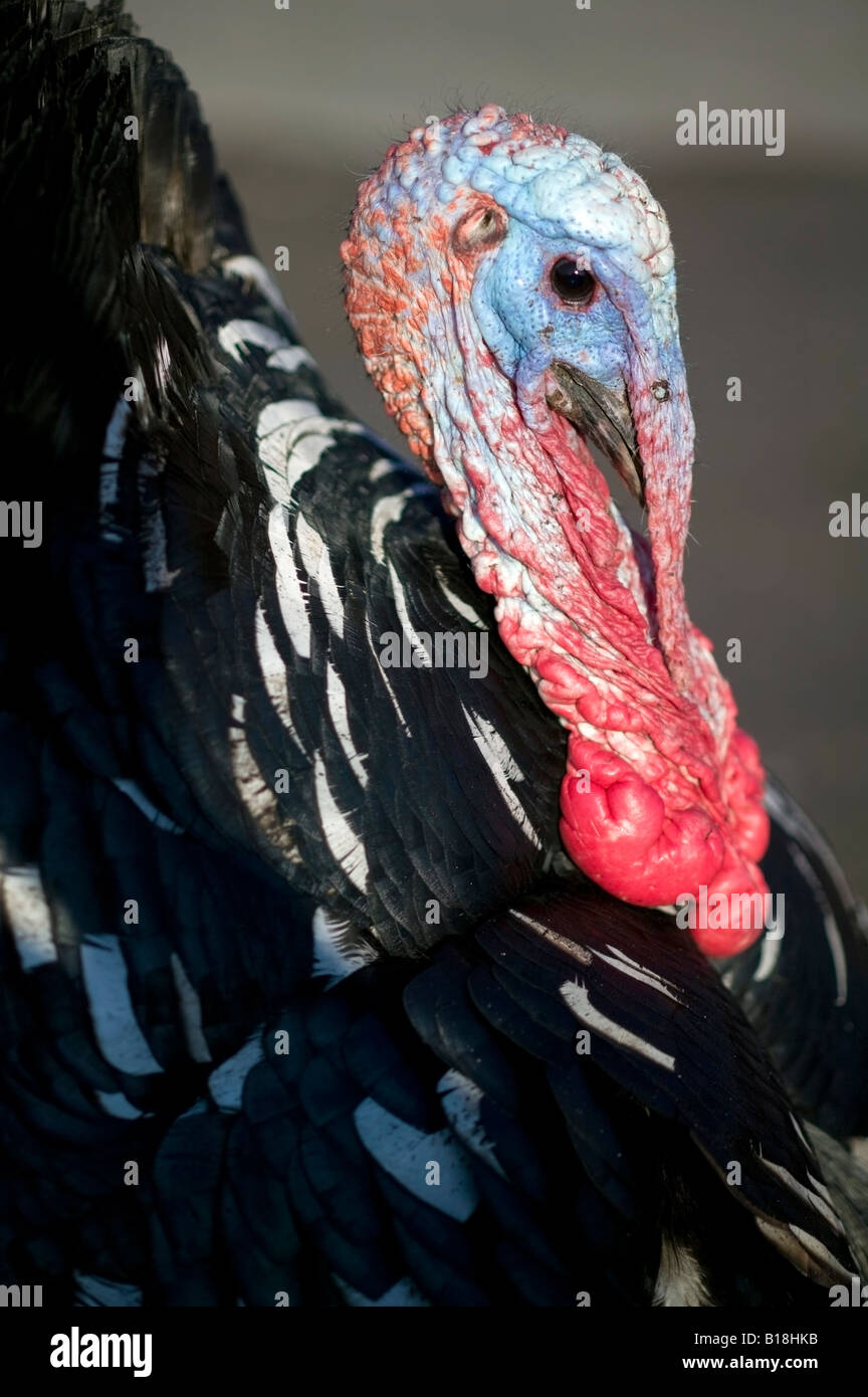 wild turkey, mirabel, quebec, canada Stock Photo - Alamy