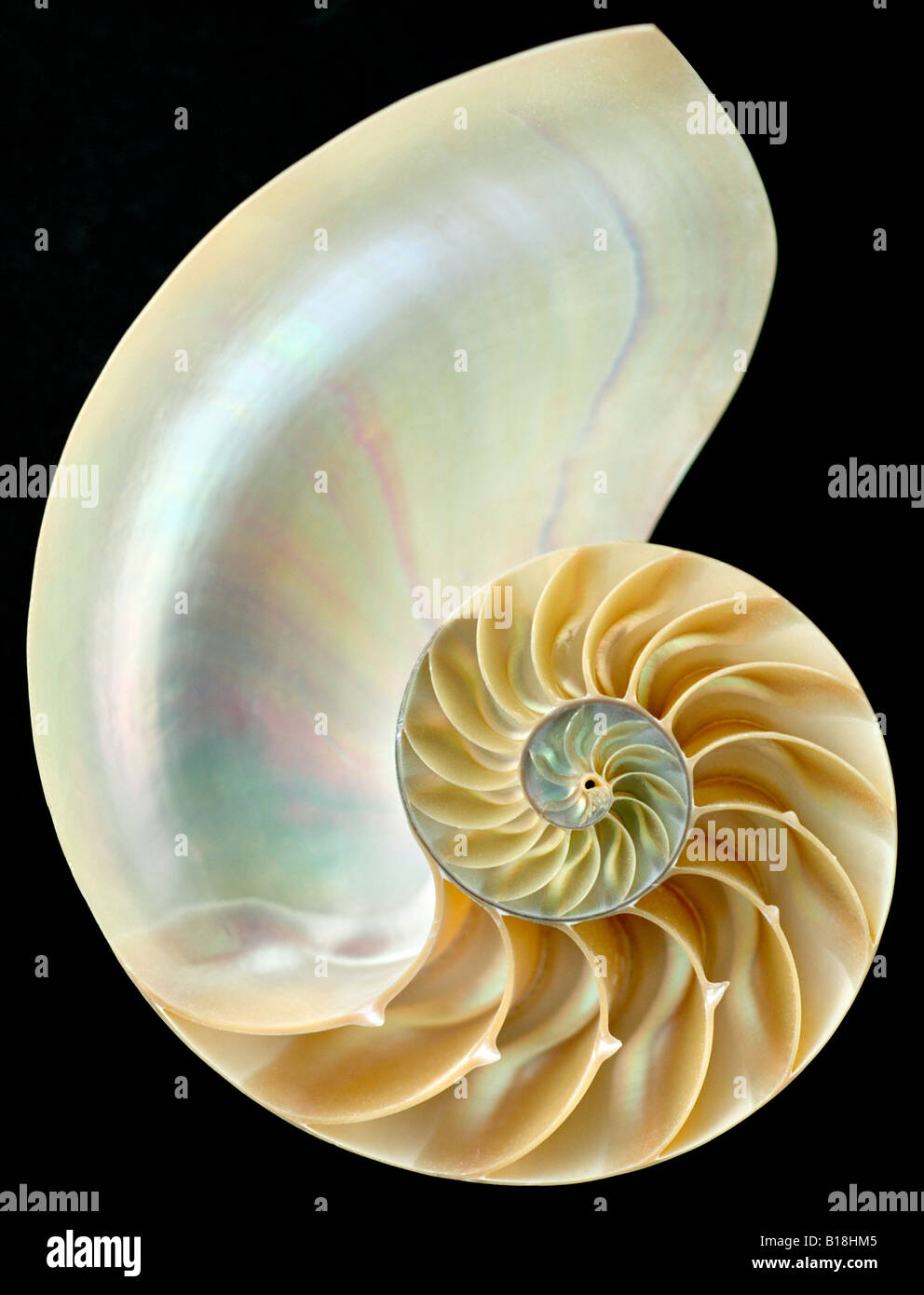 nautilus shell on black background Stock Photo - Alamy