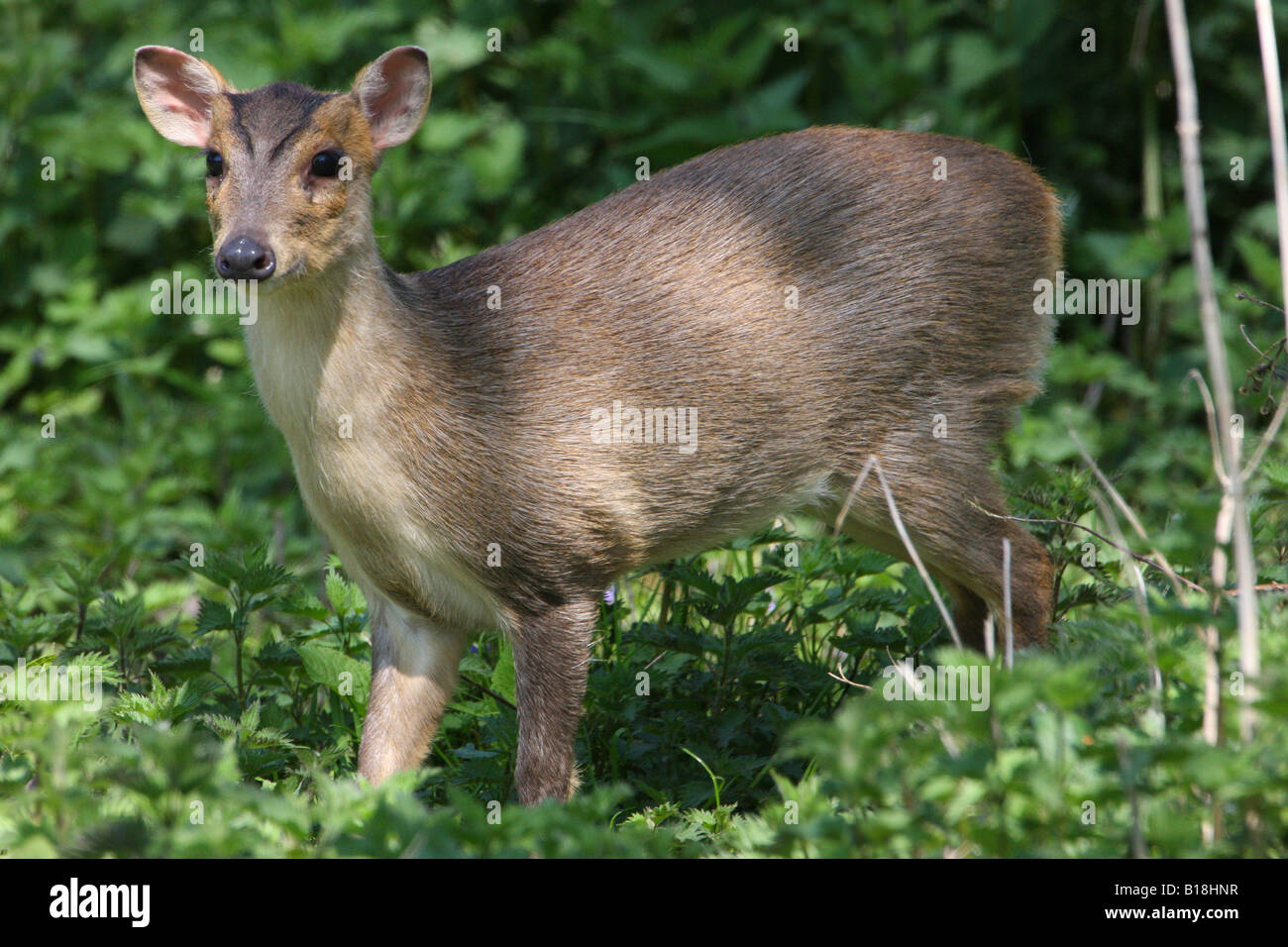 Roe deer in woodland Stock Photo - Alamy
