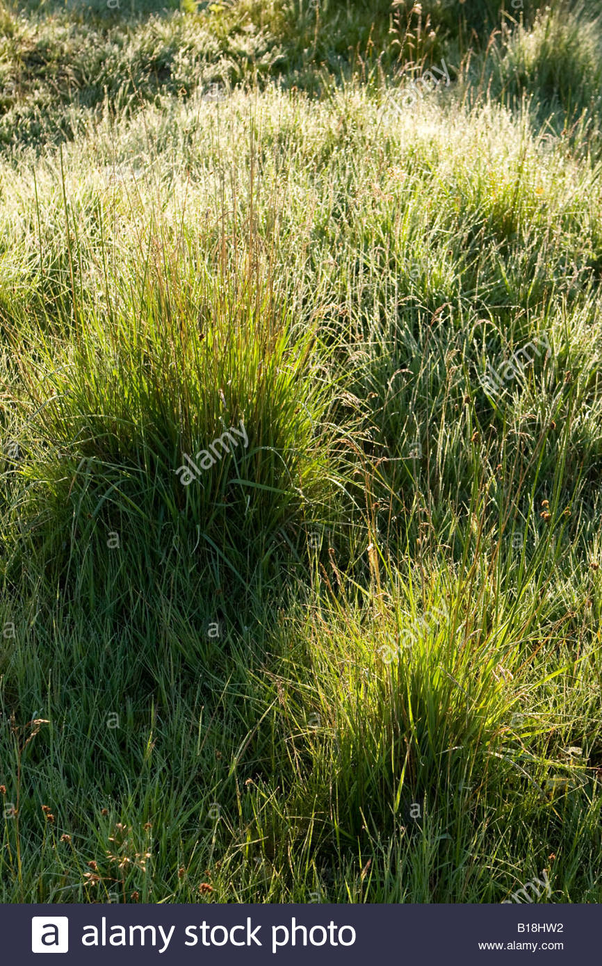 Grass Clumps High Resolution Stock Photography and Images - Alamy