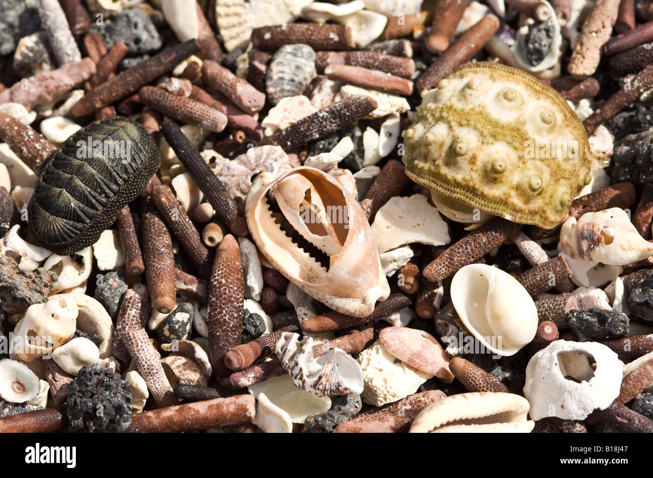 Still life from a beach in the Galapagos including the shell of a ...
