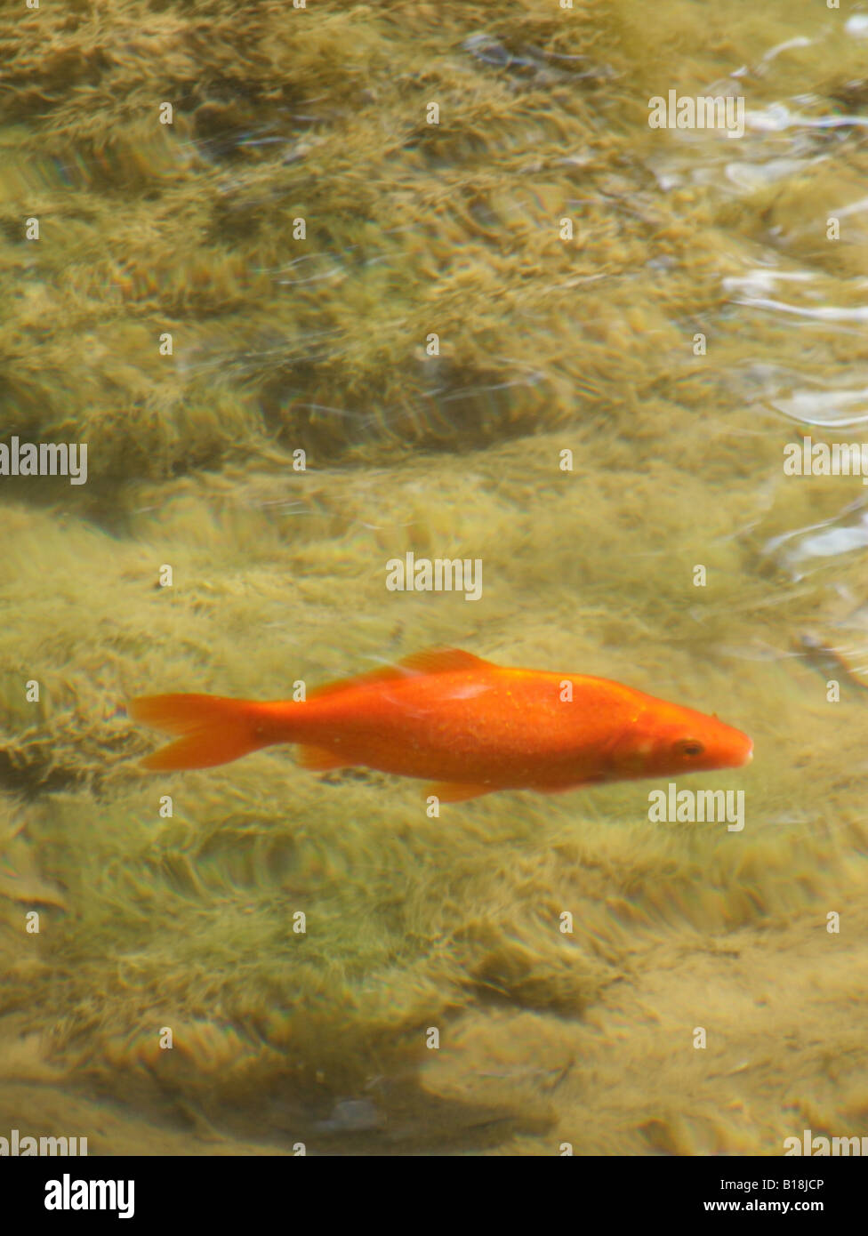 one gold fish swimming in pond Stock Photo - Alamy
