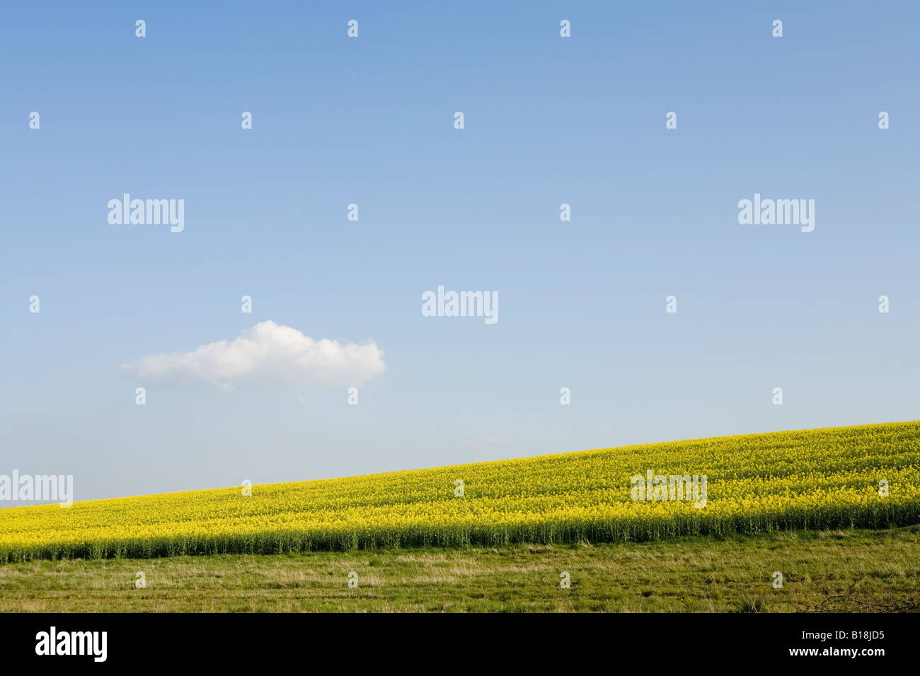 Field of oilseed rape with one cloud. Lincolnshire, England, UK Stock Photo - Alamy
