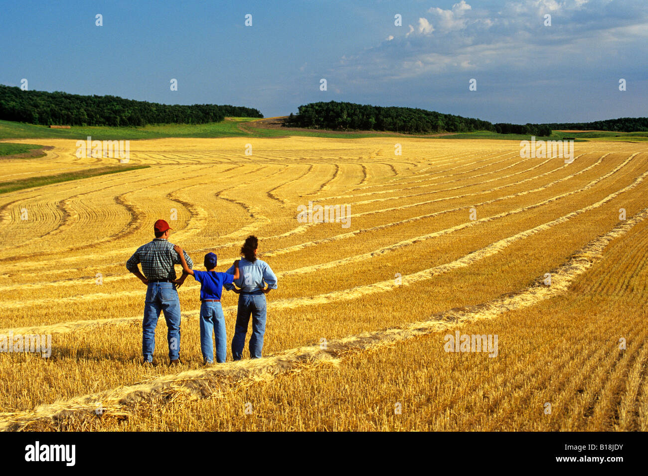 family looking out over a swathed barley field, Tiger Hills near ...