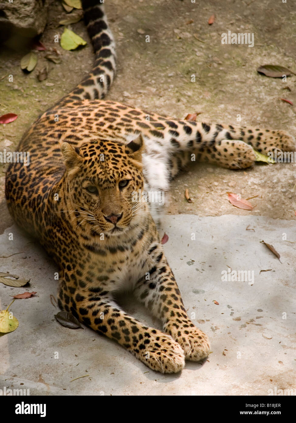 Leopard zoo hi-res stock photography and images - Alamy