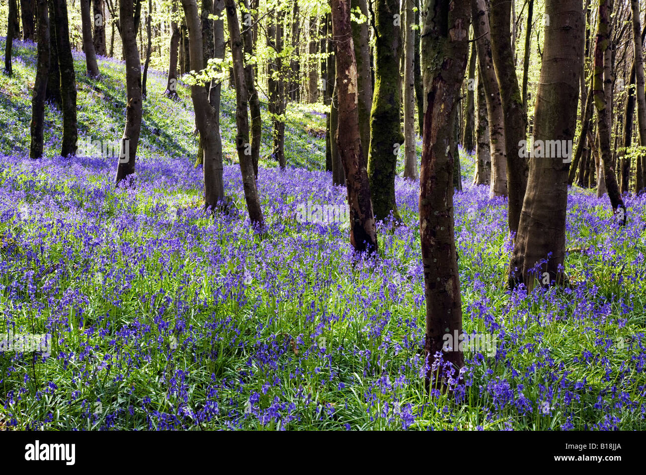 Spring bluebells carpet this Dorset woodland Stock Photo - Alamy