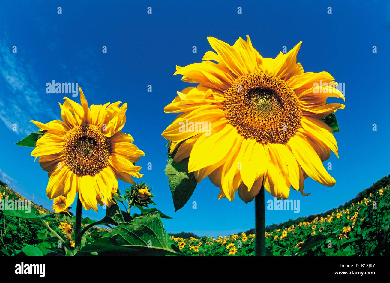 Oakbank manitoba hi-res stock photography and images - Alamy