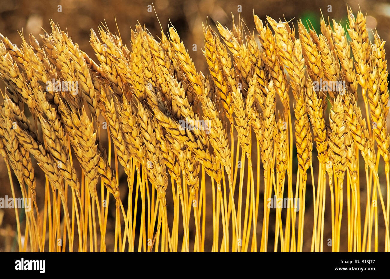 Photos hor hi-res stock photography and images - Alamy