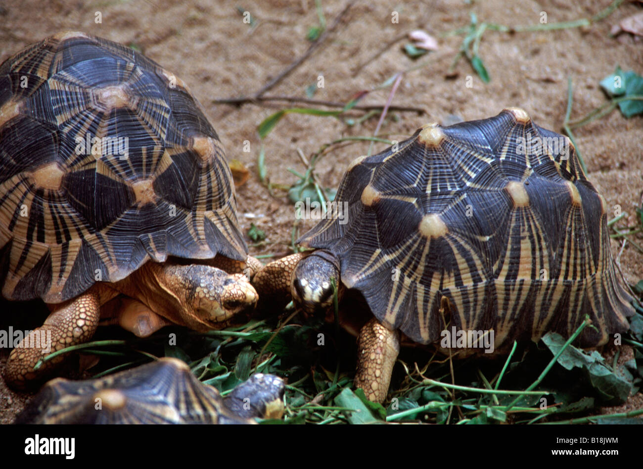 Rare endangered radiated tortoises, astrochelys radiata, in Ivoloina ...