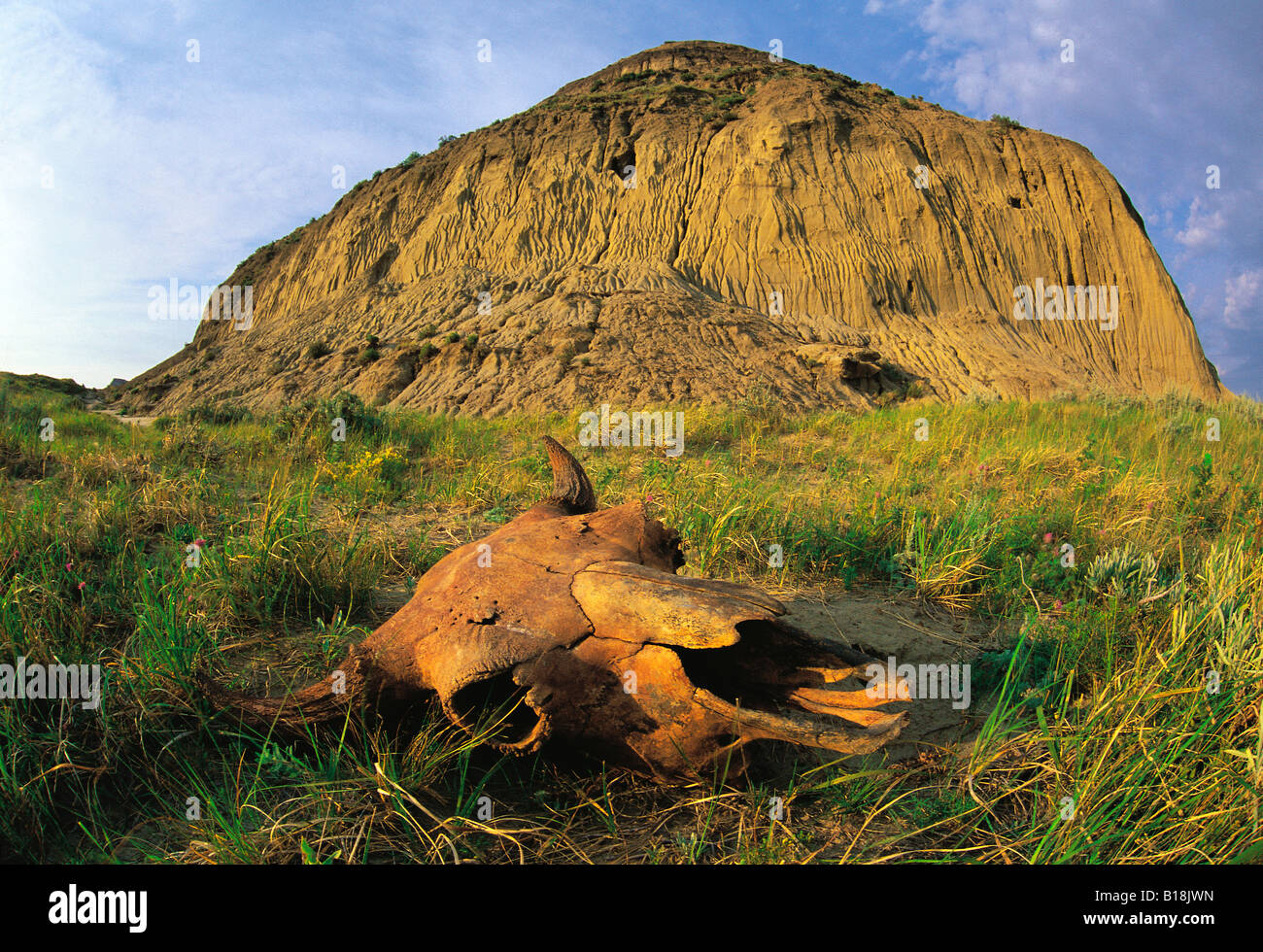 Old buffalo skull hi-res stock photography and images - Alamy