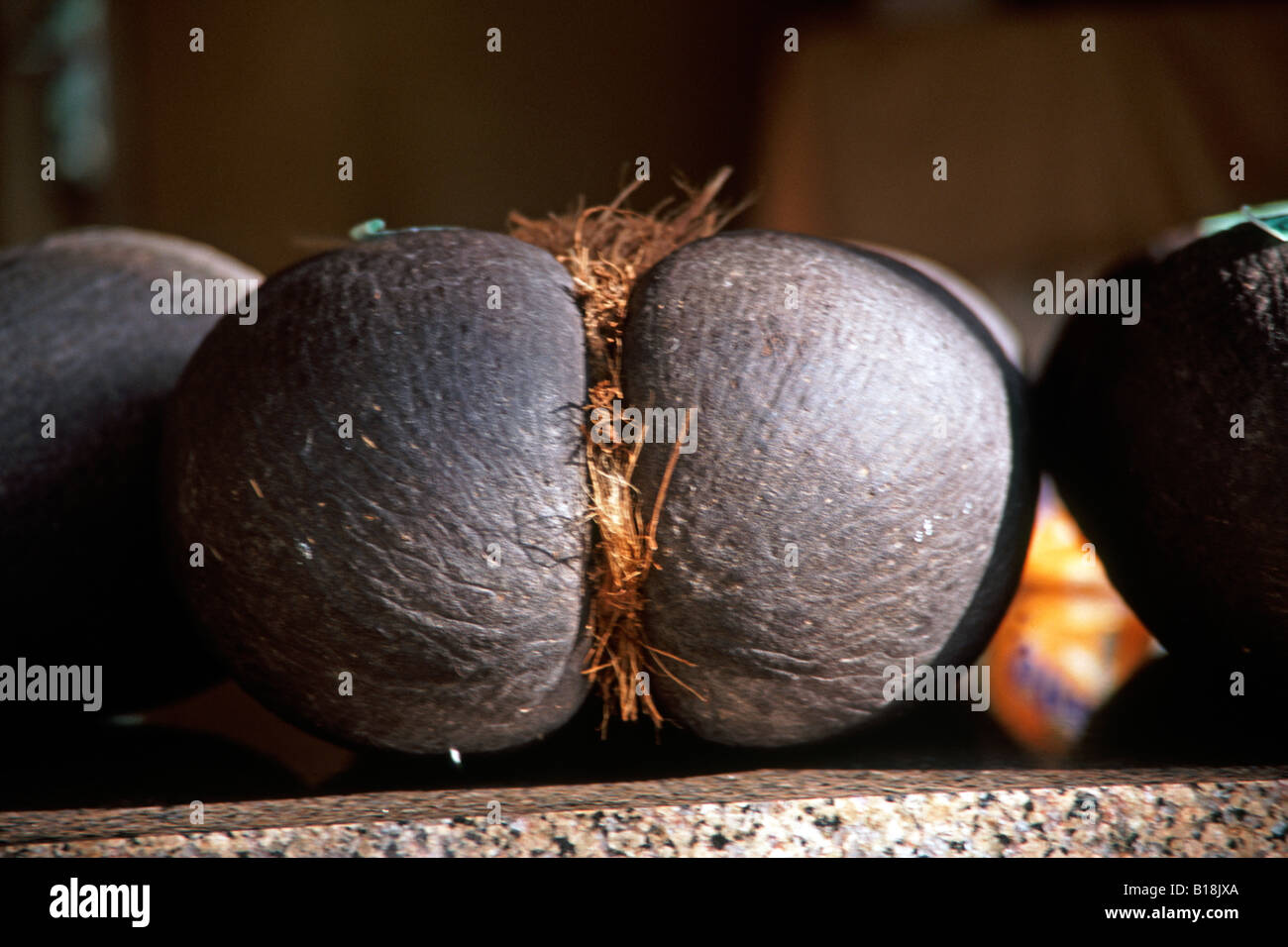 Seychelles nut hi-res stock photography and images - Alamy
