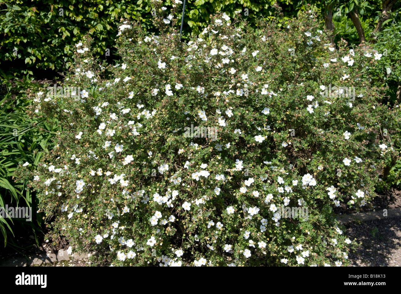 Yellow convolvulus hi-res stock photography and images - Alamy