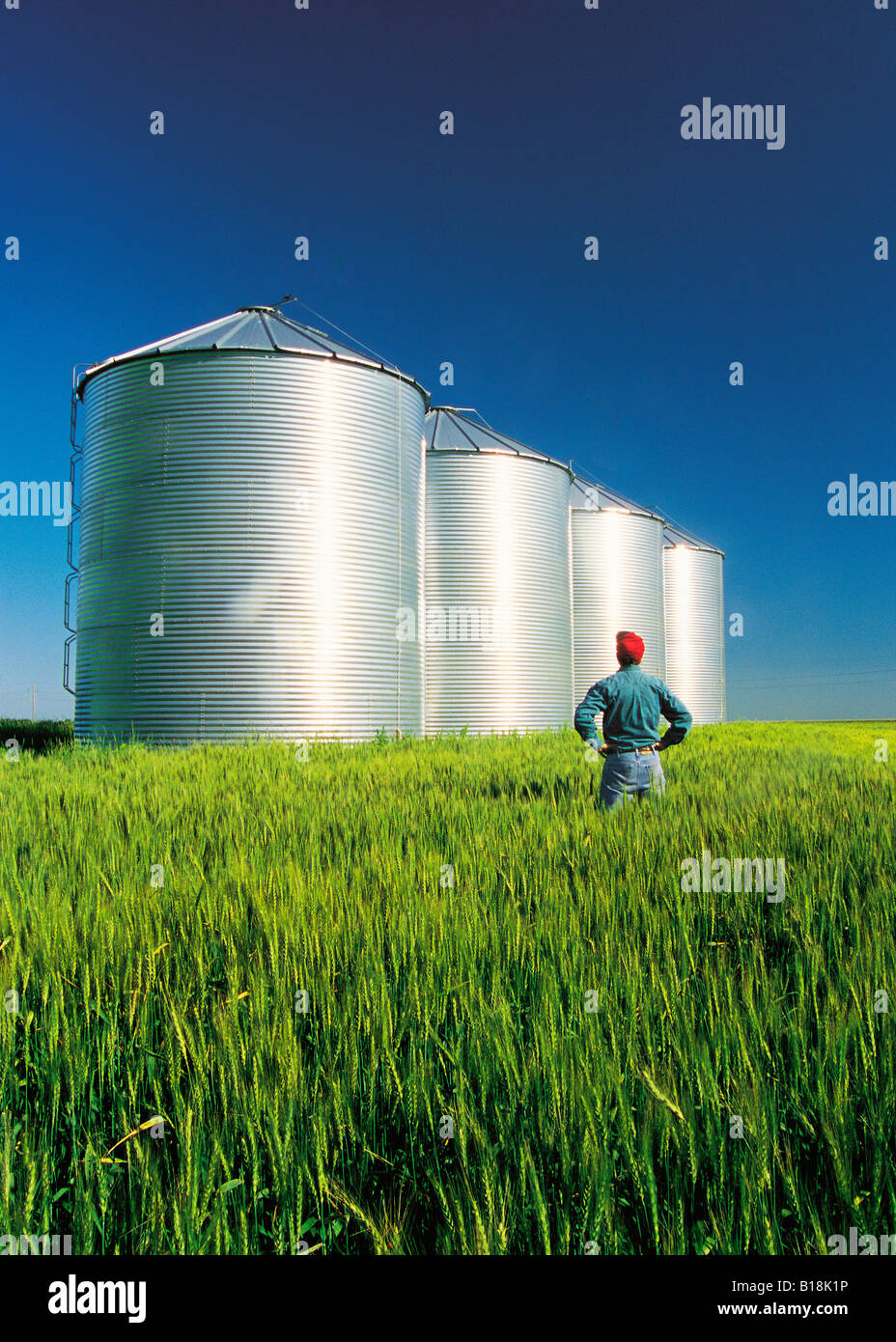 a farmer looks out over his winter wheat crop and grain storage bins ...