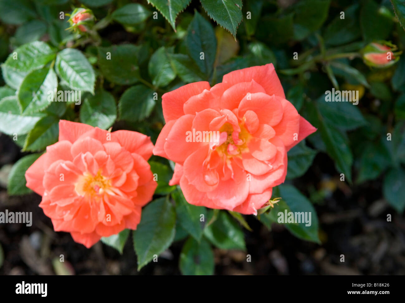 Rosa `Sunseeker Dicracer` Stock Photo - Alamy
