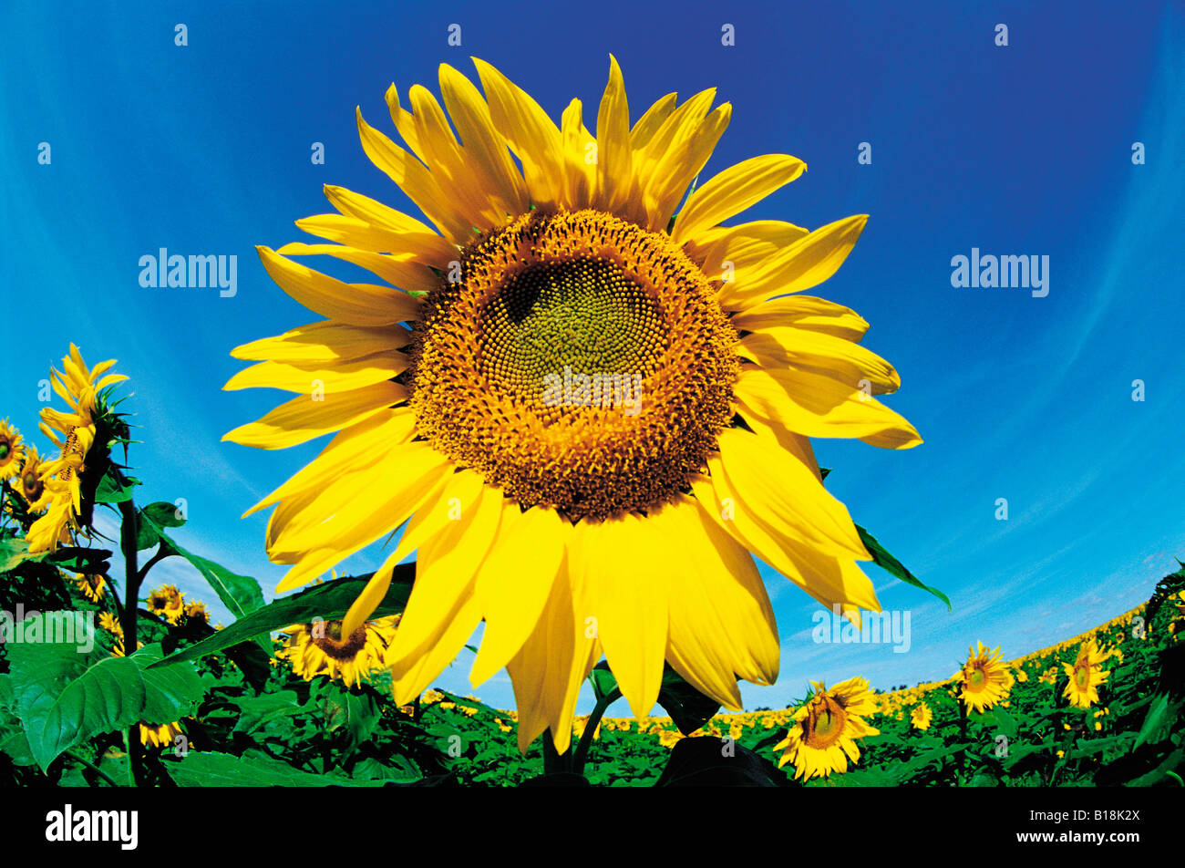 Oakbank manitoba hi-res stock photography and images - Alamy