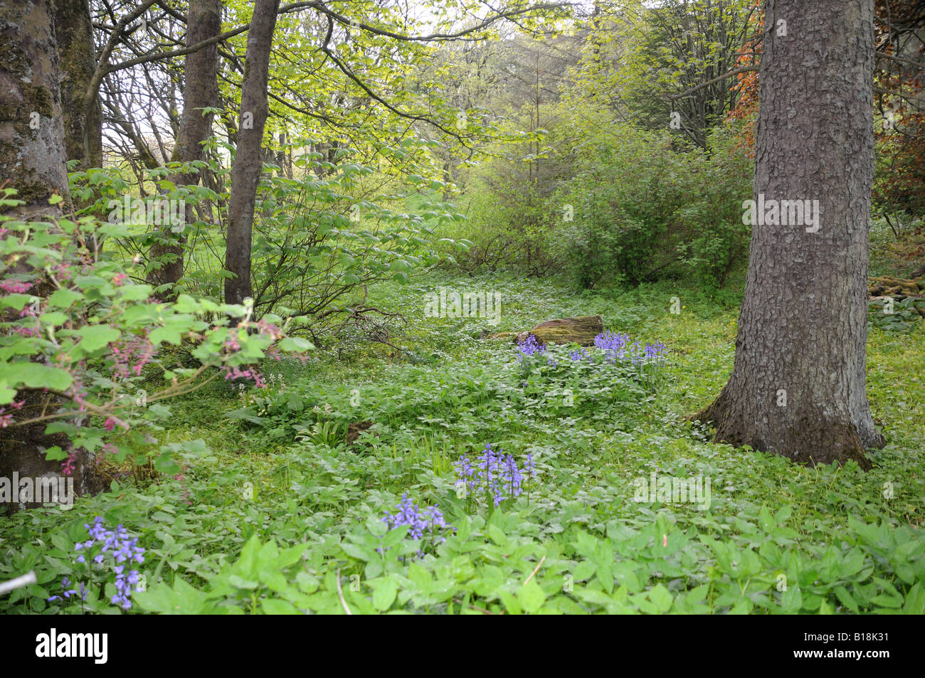 Wooded glade hi-res stock photography and images - Alamy