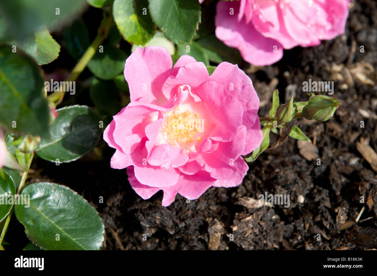 Rosa baroque Harbaroque pink Stock Photo - Alamy