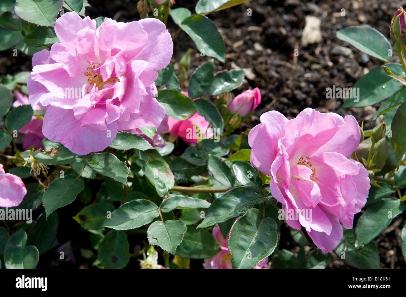 Rosa baroque Harbaroque pink Stock Photo - Alamy