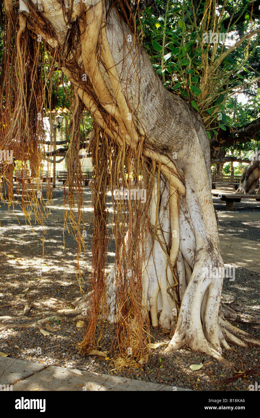 Lahaina banyan tree hi-res stock photography and images - Alamy