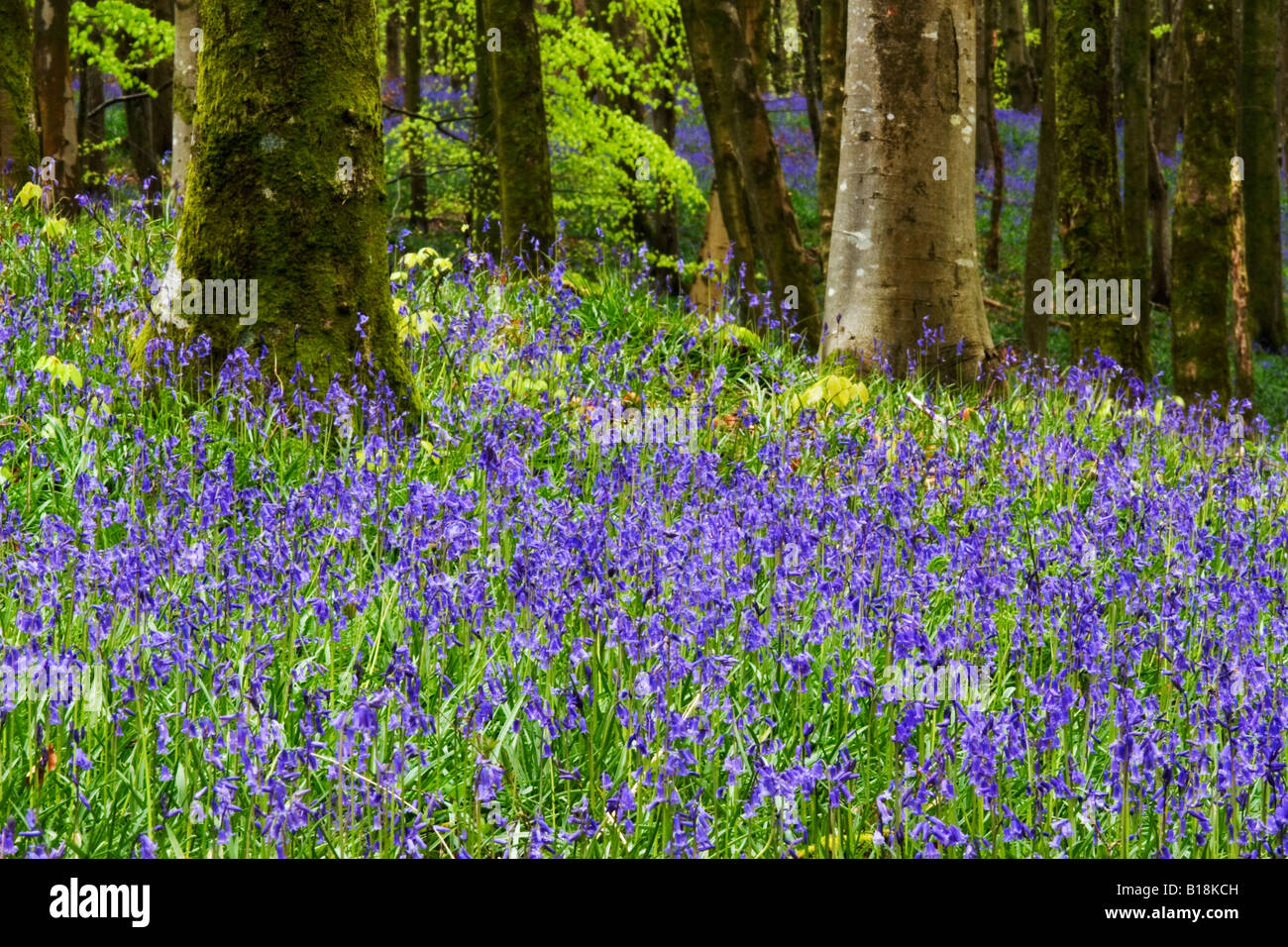Bluebells woods dorset hi-res stock photography and images - Alamy