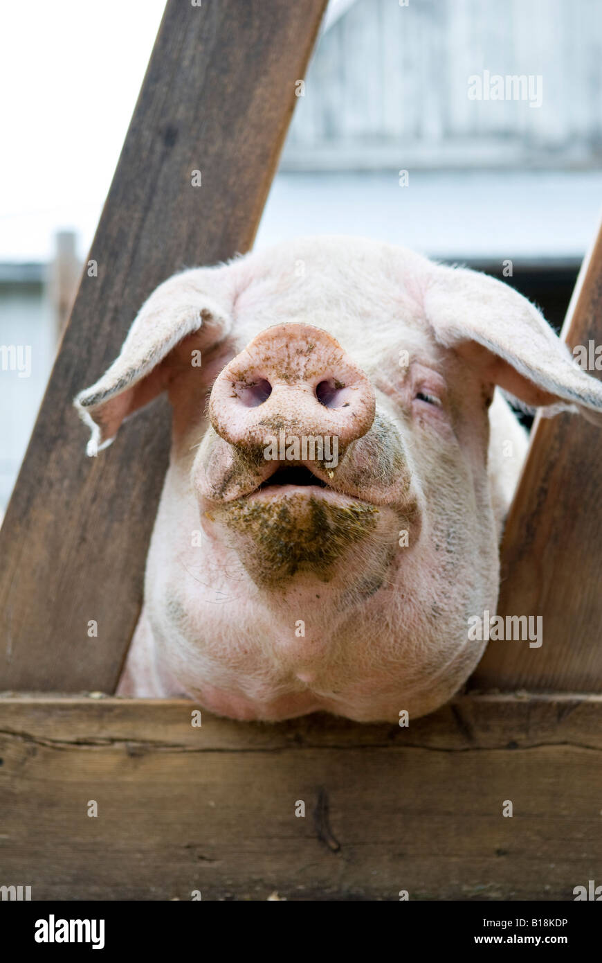 A pig scratches itself on a fence at a farm in Salmon Arm, British ...
