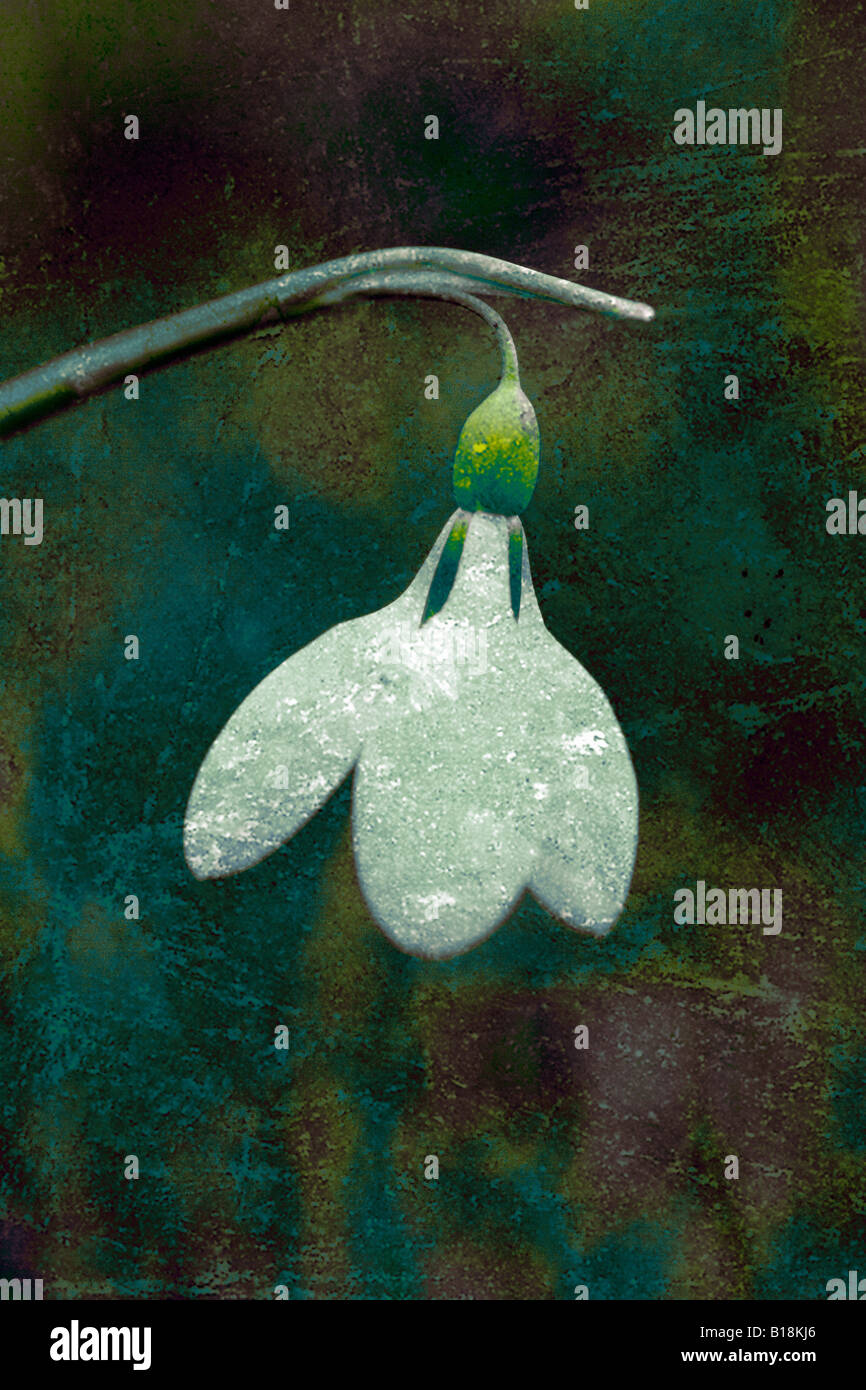 Photo-illustration of a Snowdrop LATIN NAME: Galanthus Stock Photo - Alamy