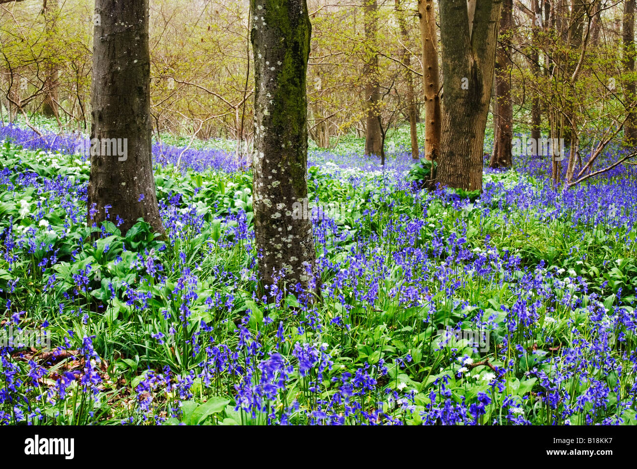 Nettlecombe dorset hi-res stock photography and images - Alamy