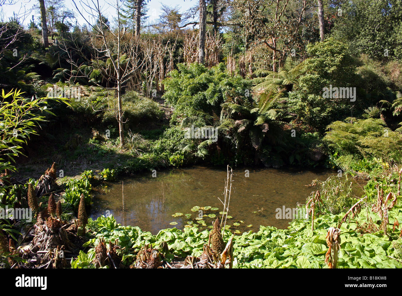 THE JUNGLE GARDEN. THE LOST GARDENS OF HELIGAN. CORNWALL. UK Stock ...