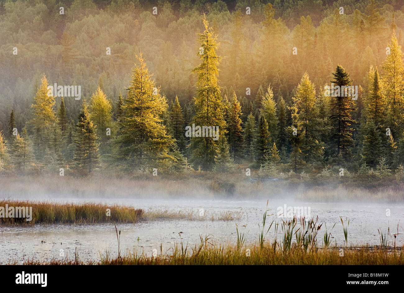 Autumn morning mist rises in marsh along shoreline of tamarack, balsam ...