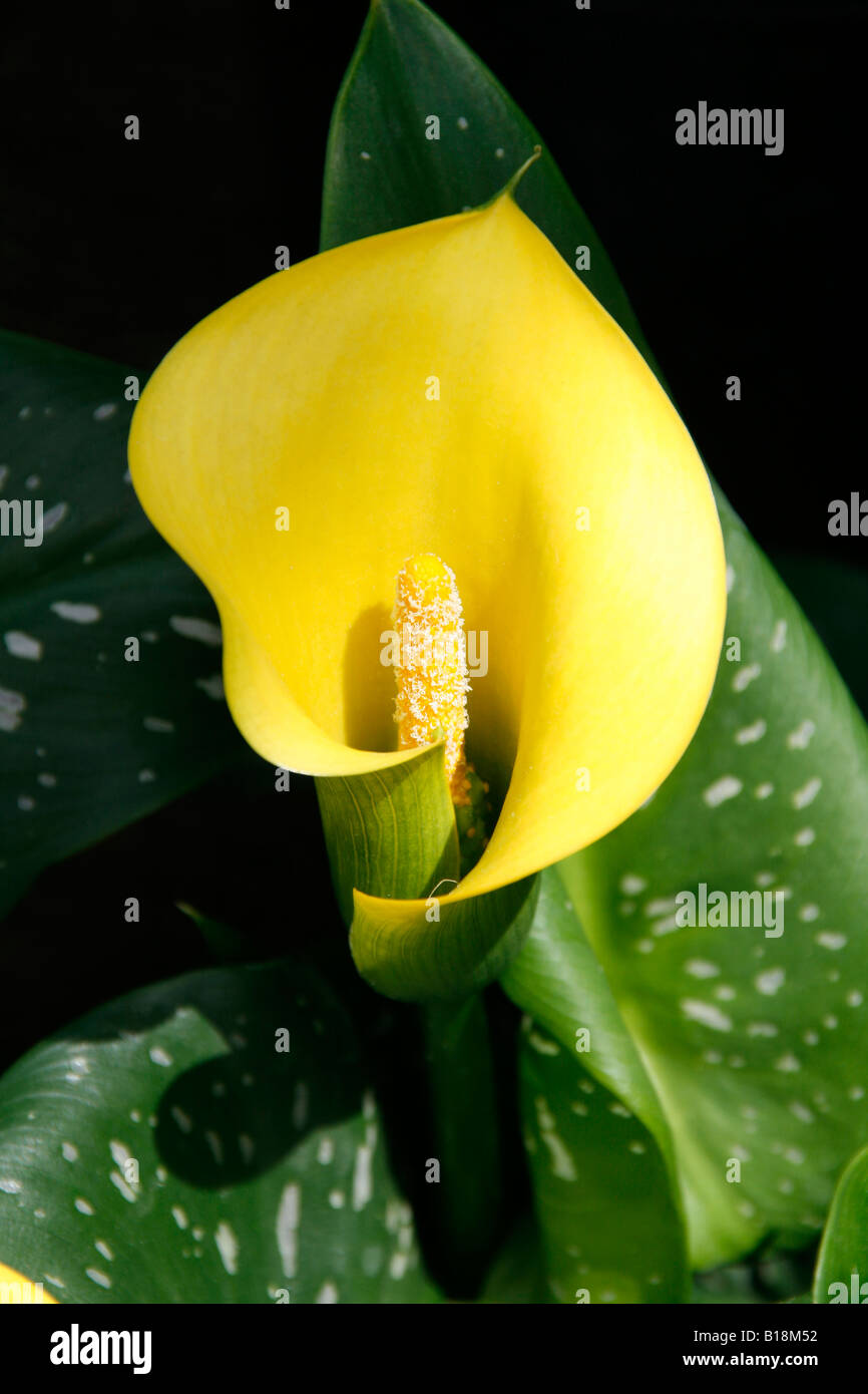 yellow Calla Lily Mini flower in garden Stock Photo - Alamy