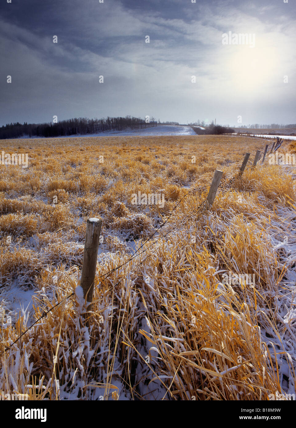 Cremona alberta hi-res stock photography and images - Alamy