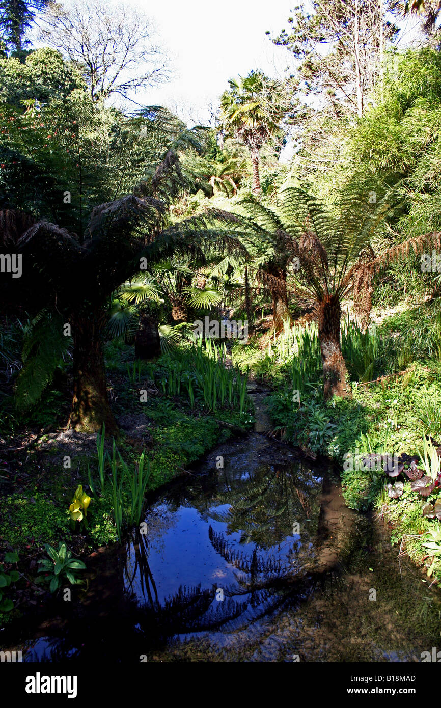 THE JUNGLE GARDEN. THE LOST GARDENS OF HELIGAN. CORNWALL. UK Stock ...