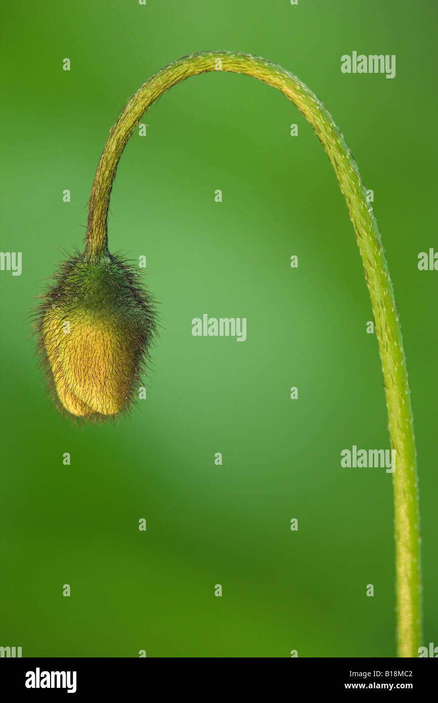 Poppy bud in garden - Alberta, Canada Stock Photo - Alamy