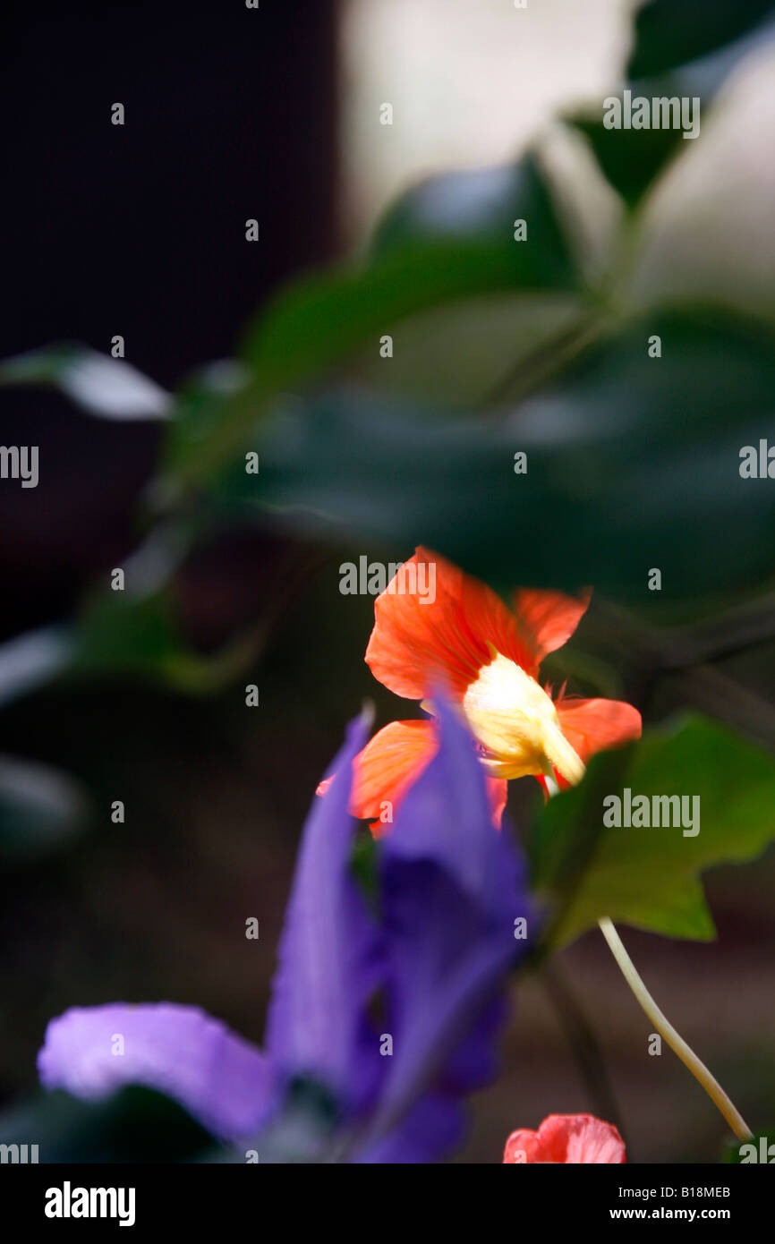 one single moody flower in dark garden Stock Photo - Alamy