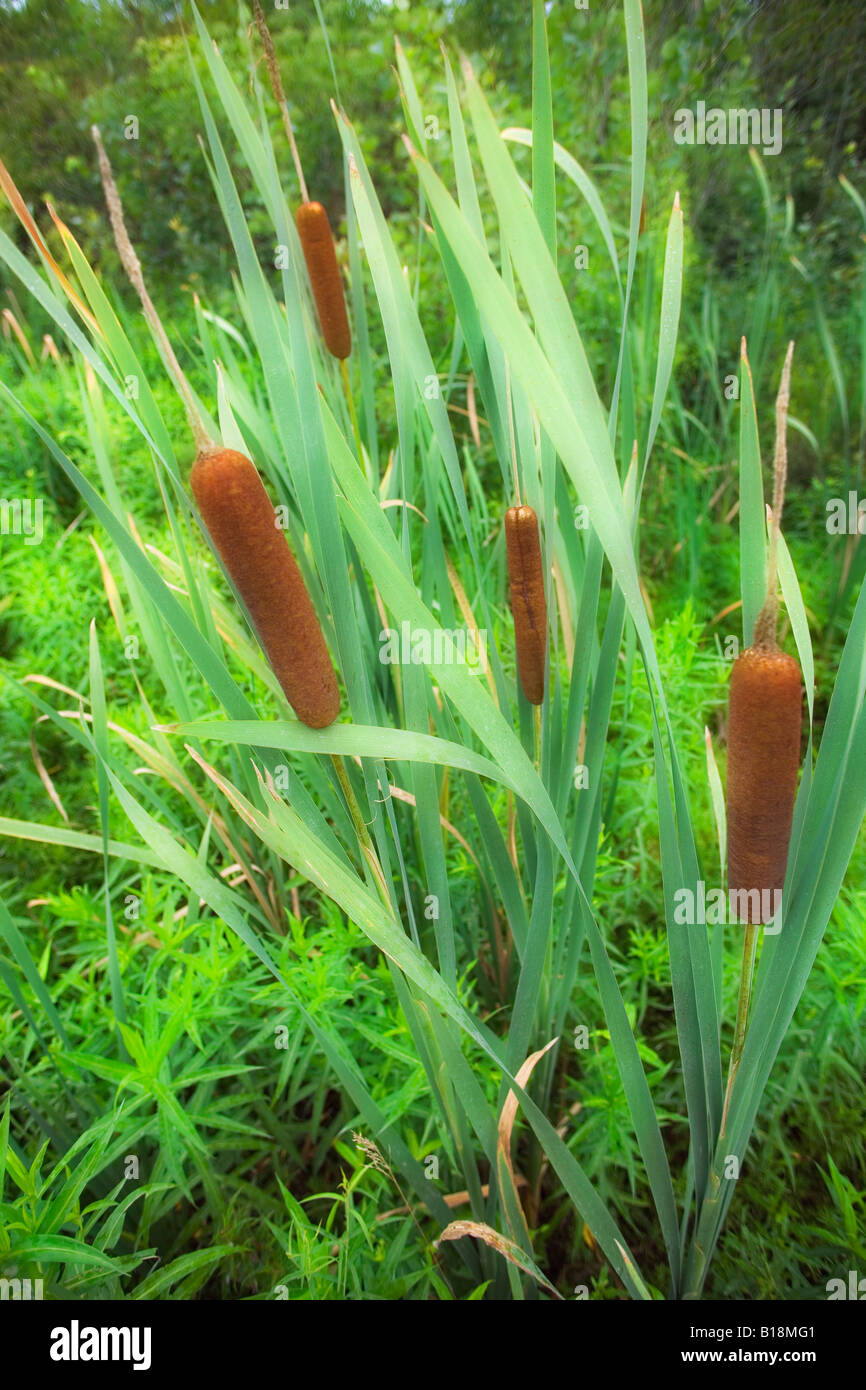 Wainfleet bog conservation area hi-res stock photography and images - Alamy