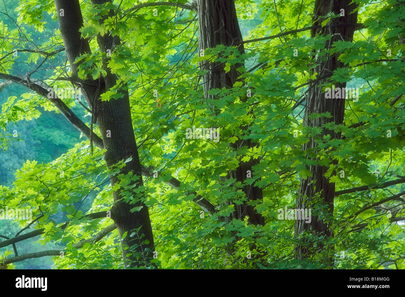 Niaga falls canada hi-res stock photography and images - Alamy