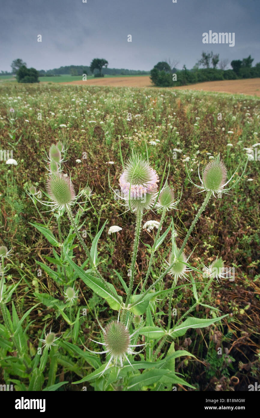 Wildflowers and cropland along the Grand River near Dunnville Ontario ...