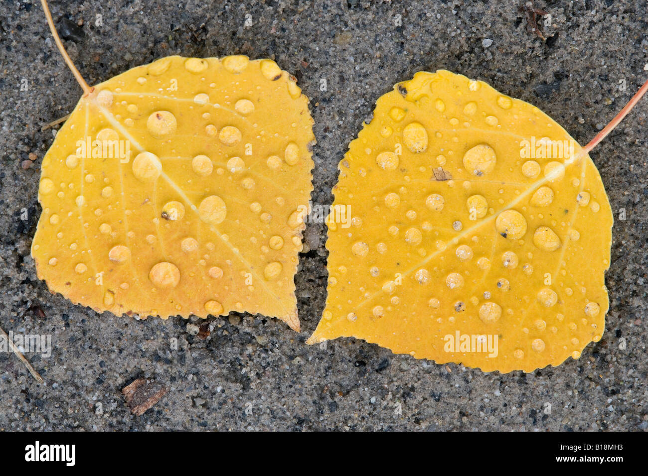 Trembling Aspen Leaf on sand, Alberta, Canada Stock Photo - Alamy
