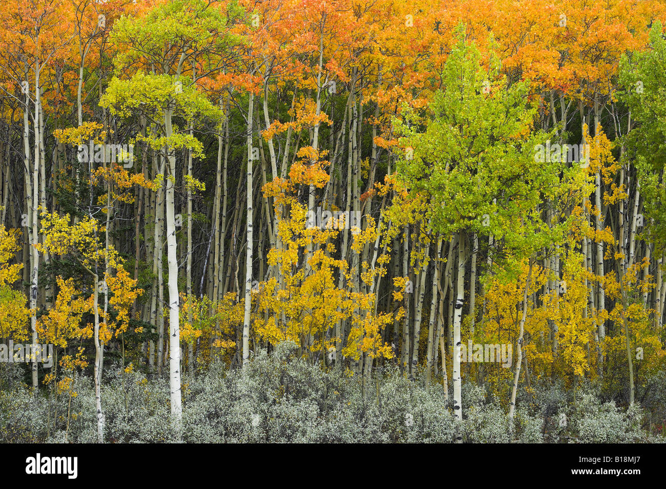 Aspen forest at kootenay plains hi-res stock photography and images - Alamy